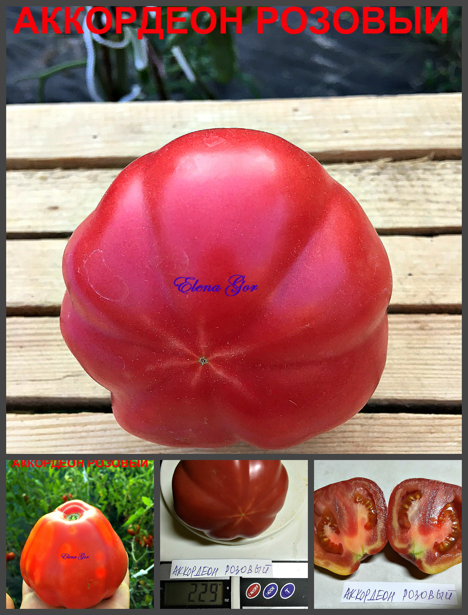 АККОРДЕОН РОЗОВЫЙ (ACCORDION PINK) - розовый трюфель, 10 семян - Граф ...