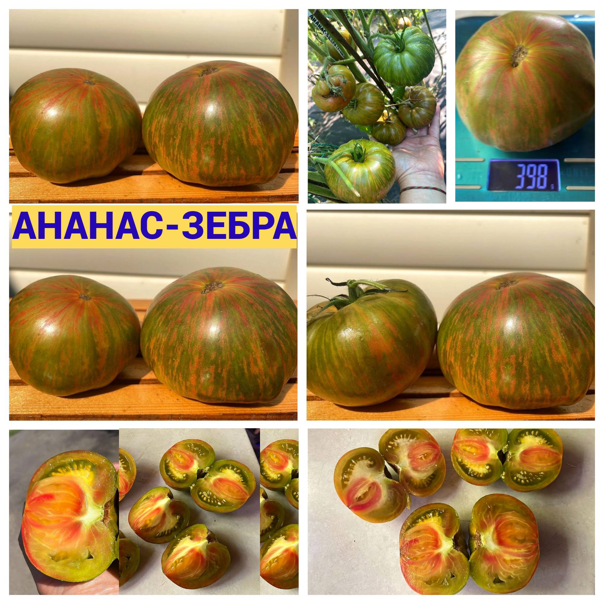 АНАНАС ЗЕБРА (Ananas Zebra) - средне-спелый томат би-колор