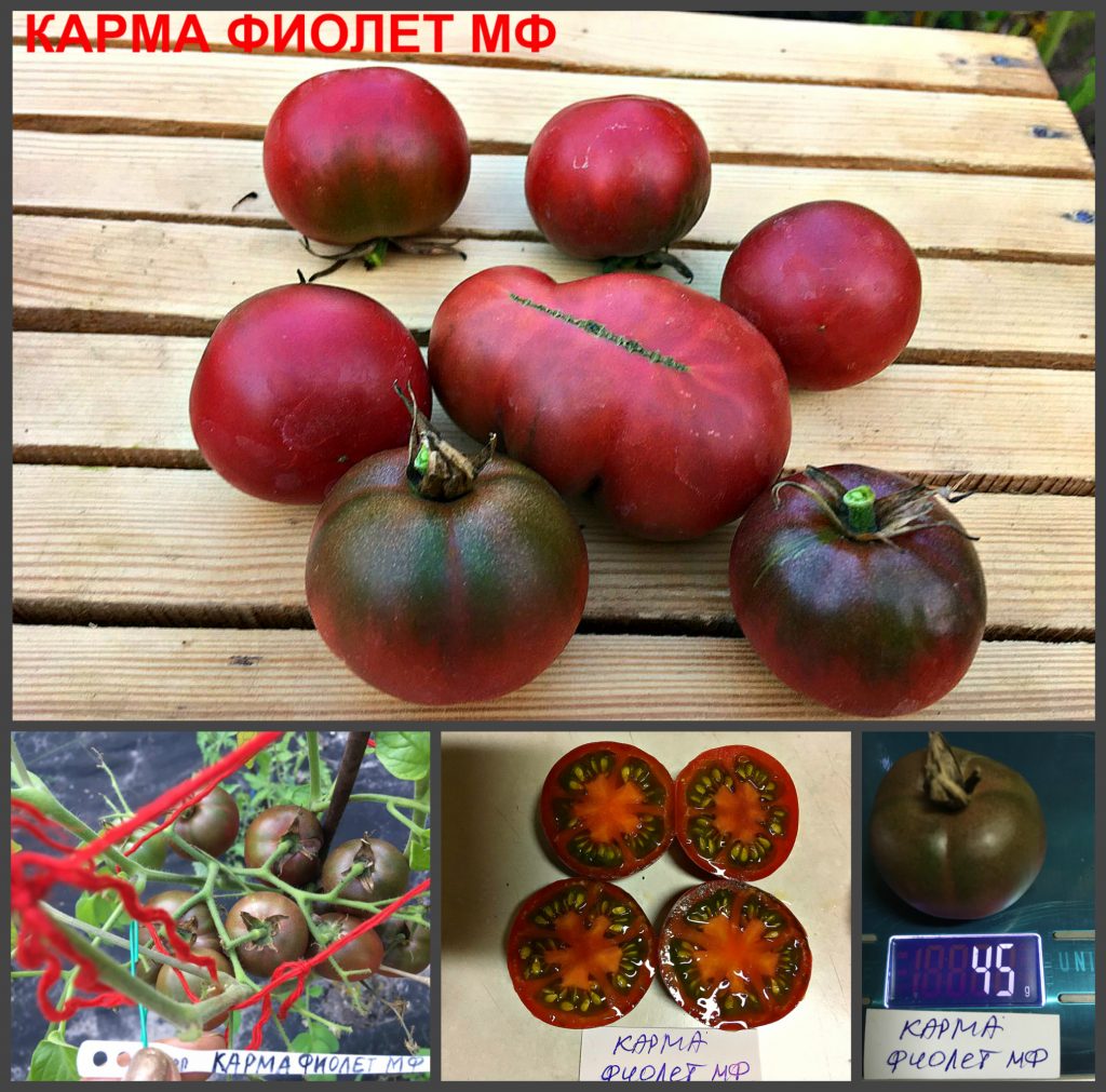 КАРМА ФИОЛЕТ (KARMA VIOLET MULTIFLORA) - ранний сладкий пурпурный черри ...