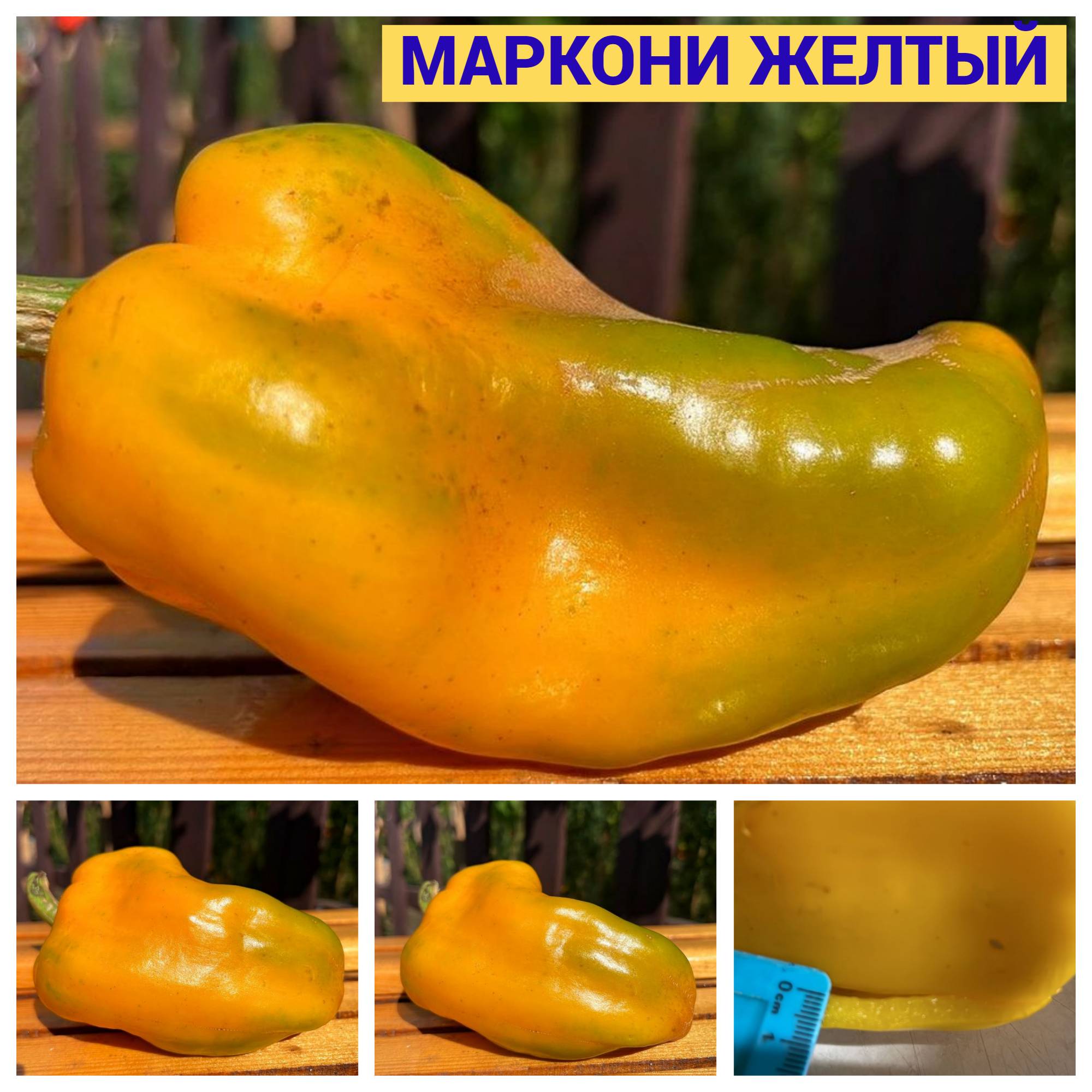 МАРКОНИ ЖЕЛТЫЙ (MARCONI YELLOW) - желтый перец, конус