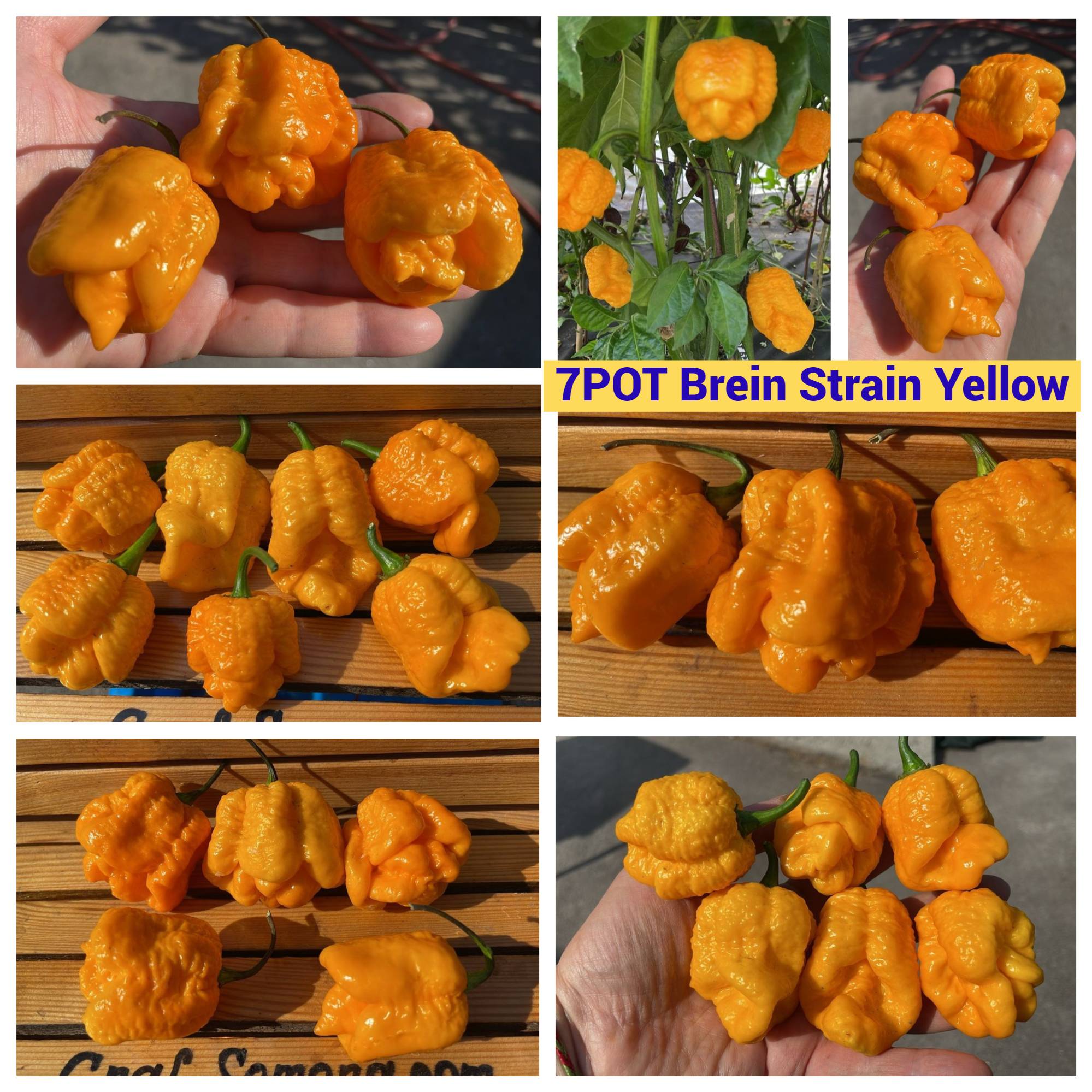 7 ПОТ БРЕЙН СТРЕЙН ЖЕЛТЫЙ (7 РОТ BRAIN STRAIN) - желтый перец
