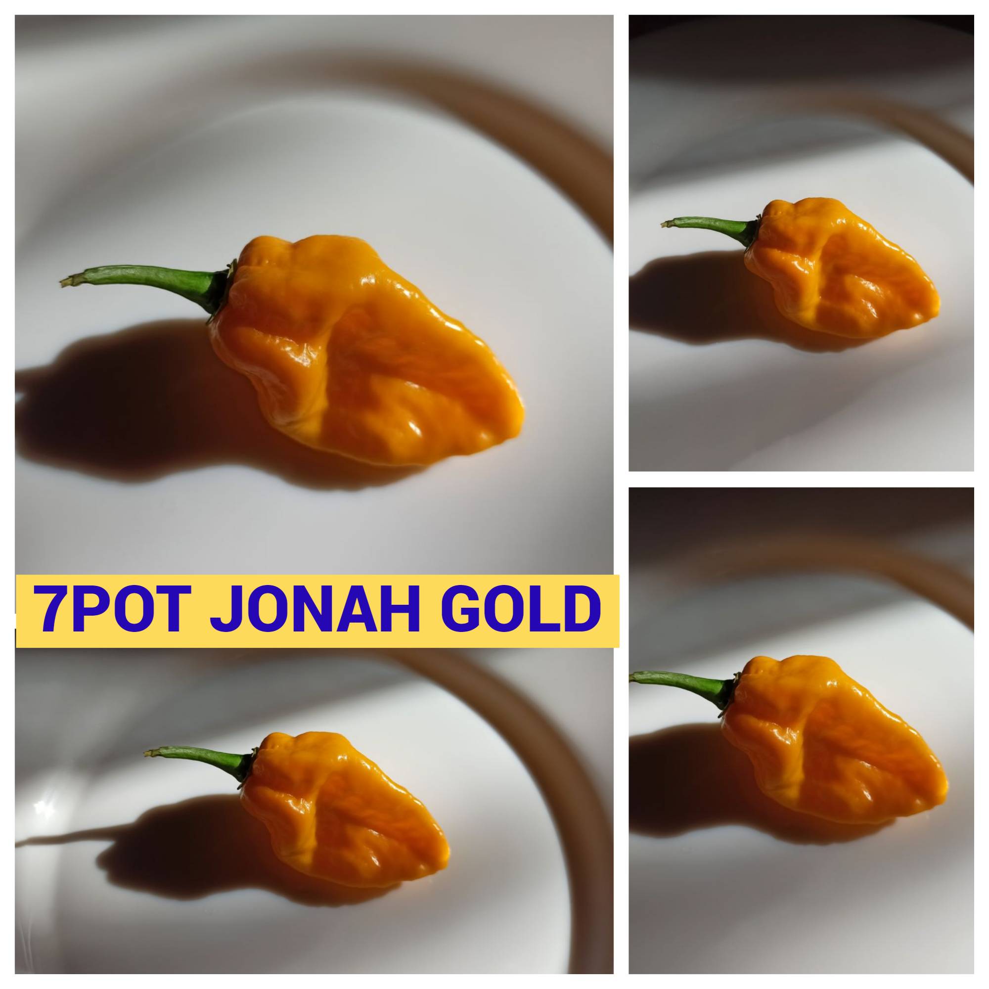 7 РОТ ДЖОНА ГОЛД (7POT JONAH GOLD) - желтый перец, острый