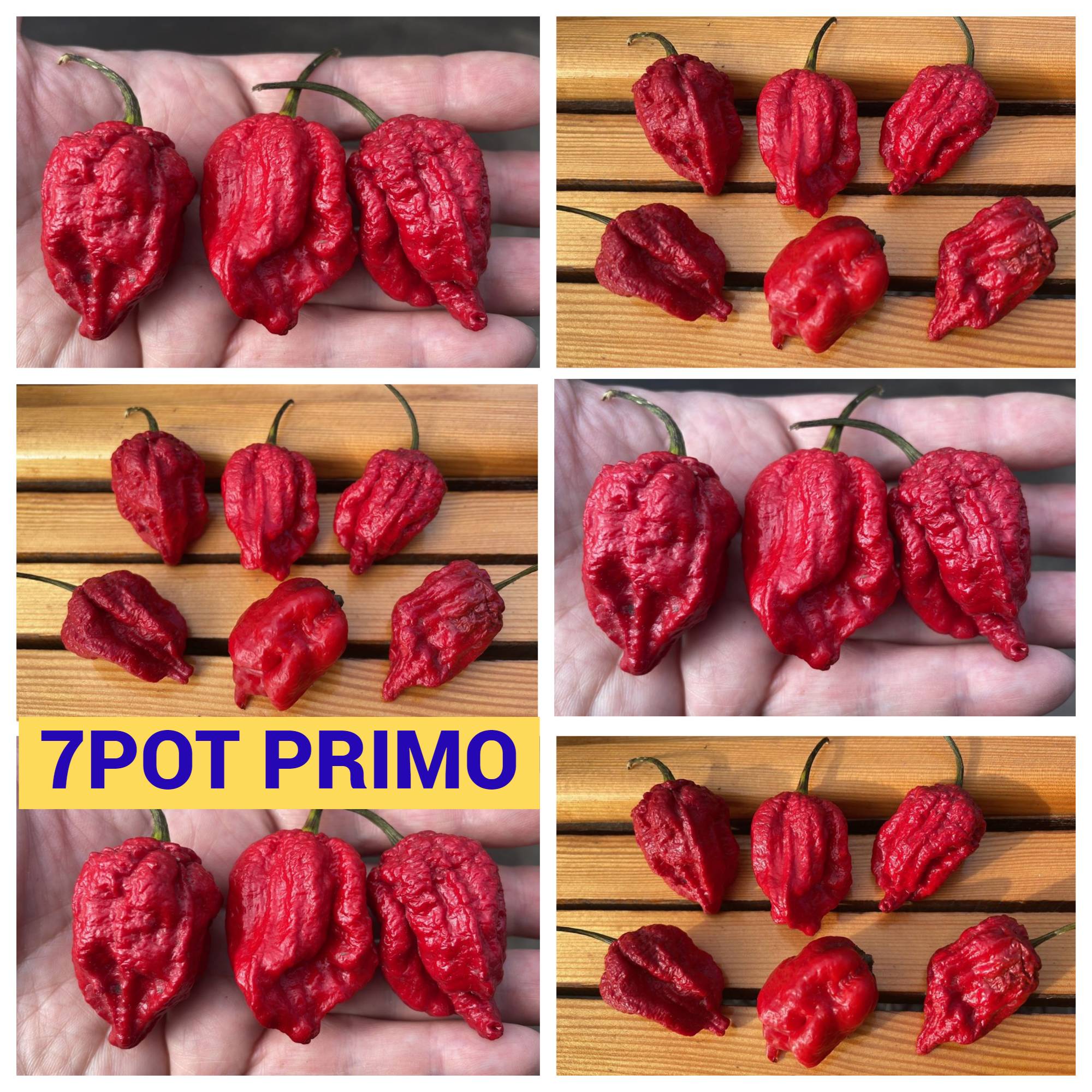 7 ПОТ ПРИМО ТРИНИДАД (7 POT PRIMO) - красный перец, острый