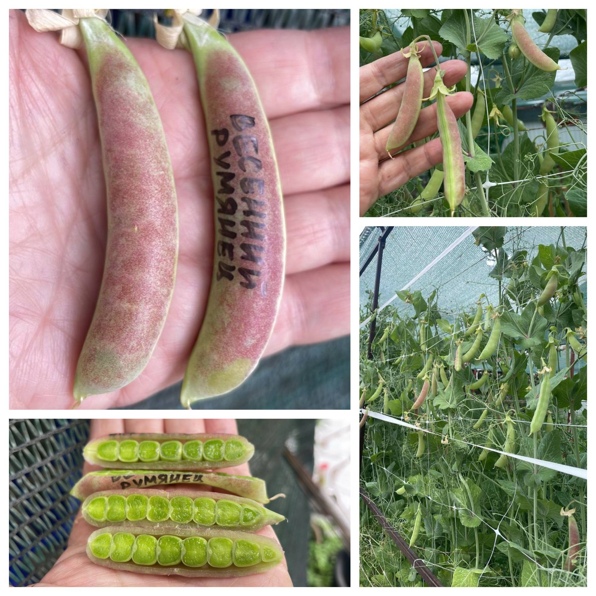 ВЕСЕННИЙ РУМЯНЕЦ (SPRING BLUSH) - деликатесный снеп-горох