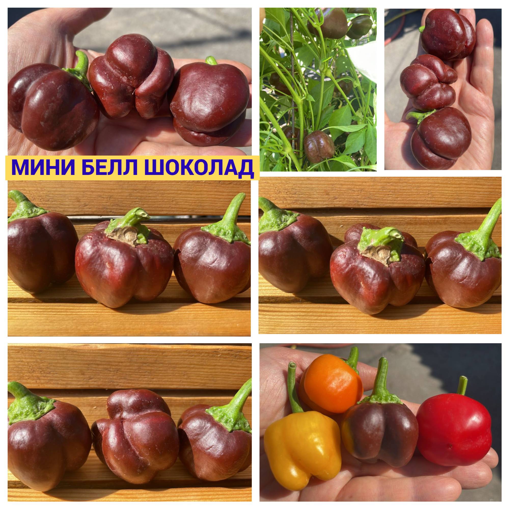 МИНИ БЕЛЛ ШОКОЛАДНЫЙ (MINI BELL CHOCOLATE) - мини-перец