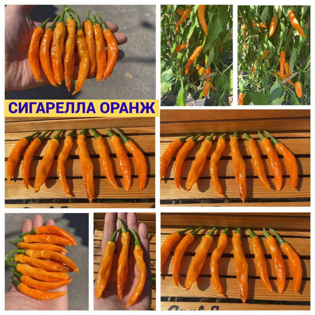СИГАРЕТА ОРАНЖЕВАЯ (CIGARELLA ORANGE) - золотистый перец