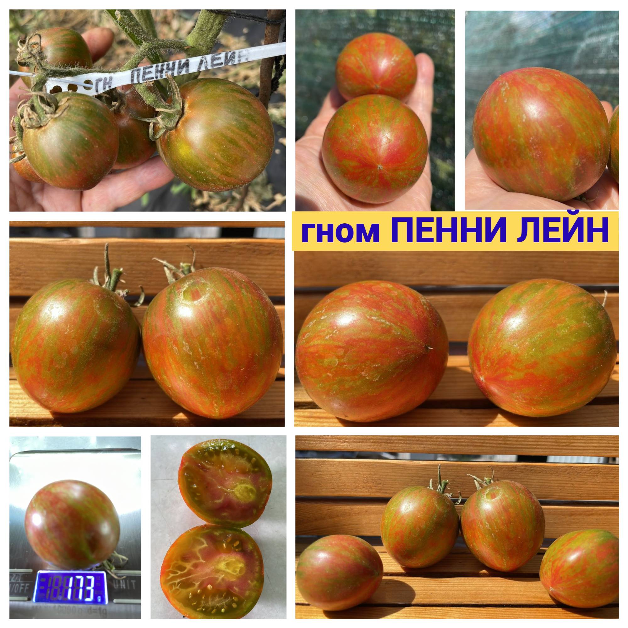 ГНОМ ПЕННИ ЛЕЙН (Dwarf Penny Lane) - сладкая фруктовая сливка