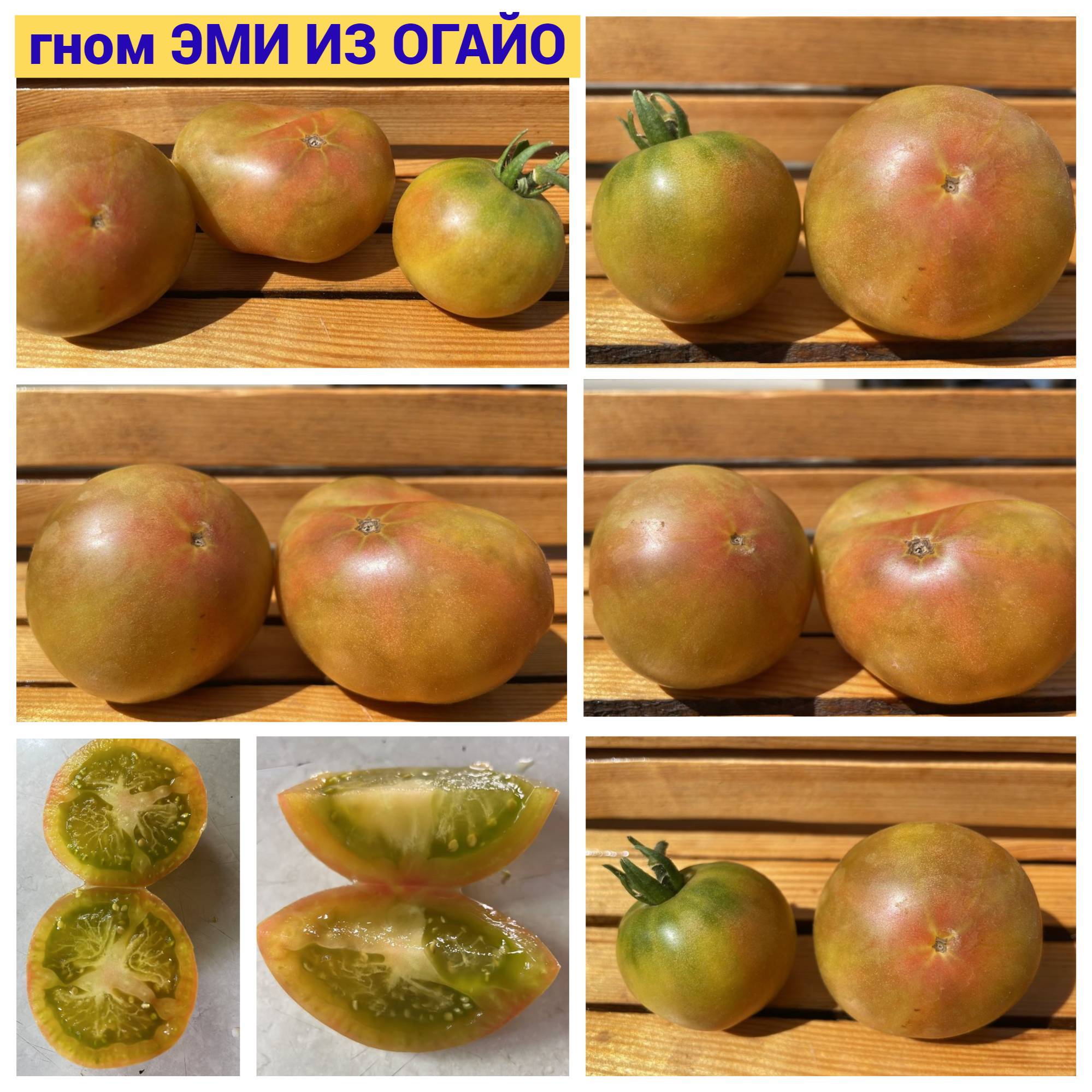 ГНОМ ЭМИ ИЗ ОГАЙО (Dwarf Amy's Ohio) - зелено-бронзовый томат