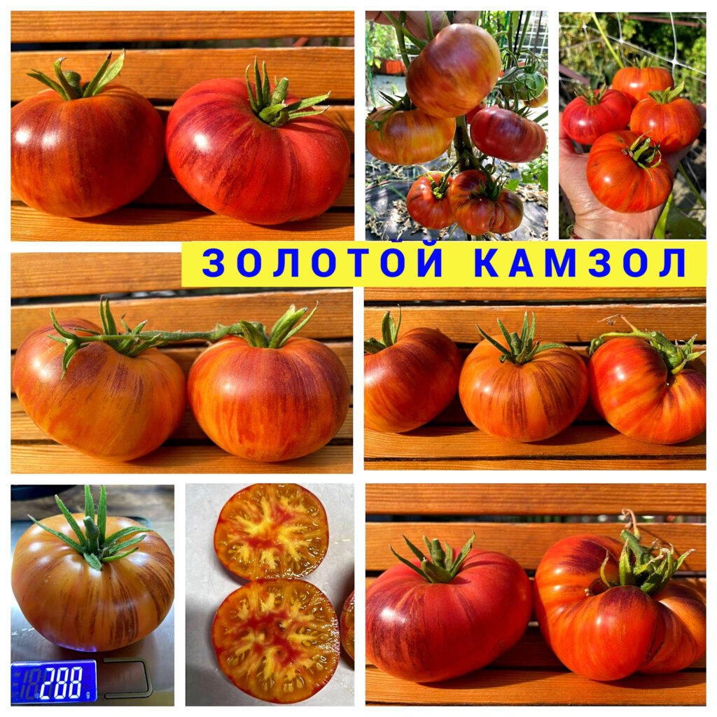 ЗОЛОТОЙ КАМЗОЛ (GOLDEN VEST, ZOLOTOY KAMZOL) - бифштекс-биколор, антоциан