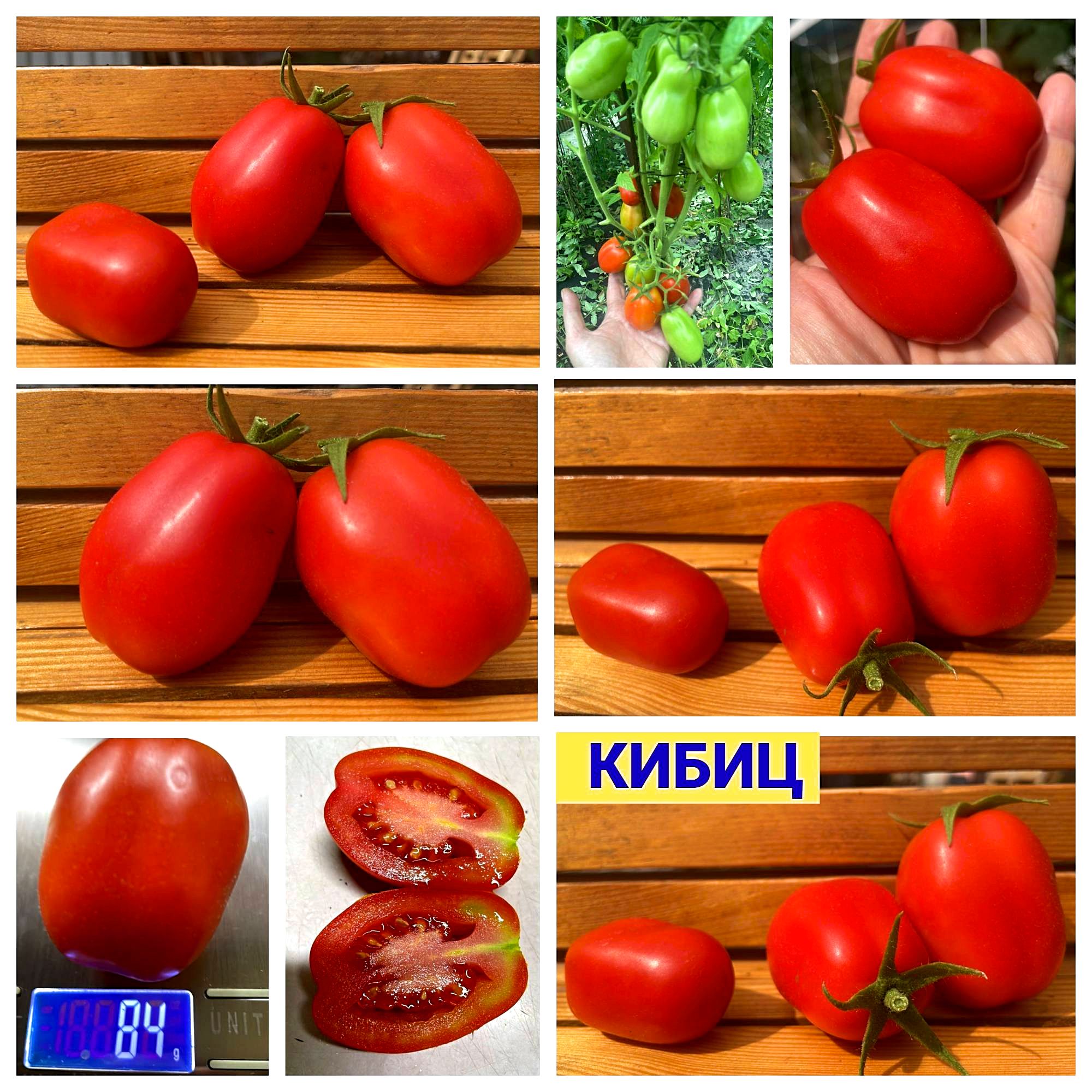 КИБИЦ (KIBITS) - ранний полевая урожайная красная сливка
