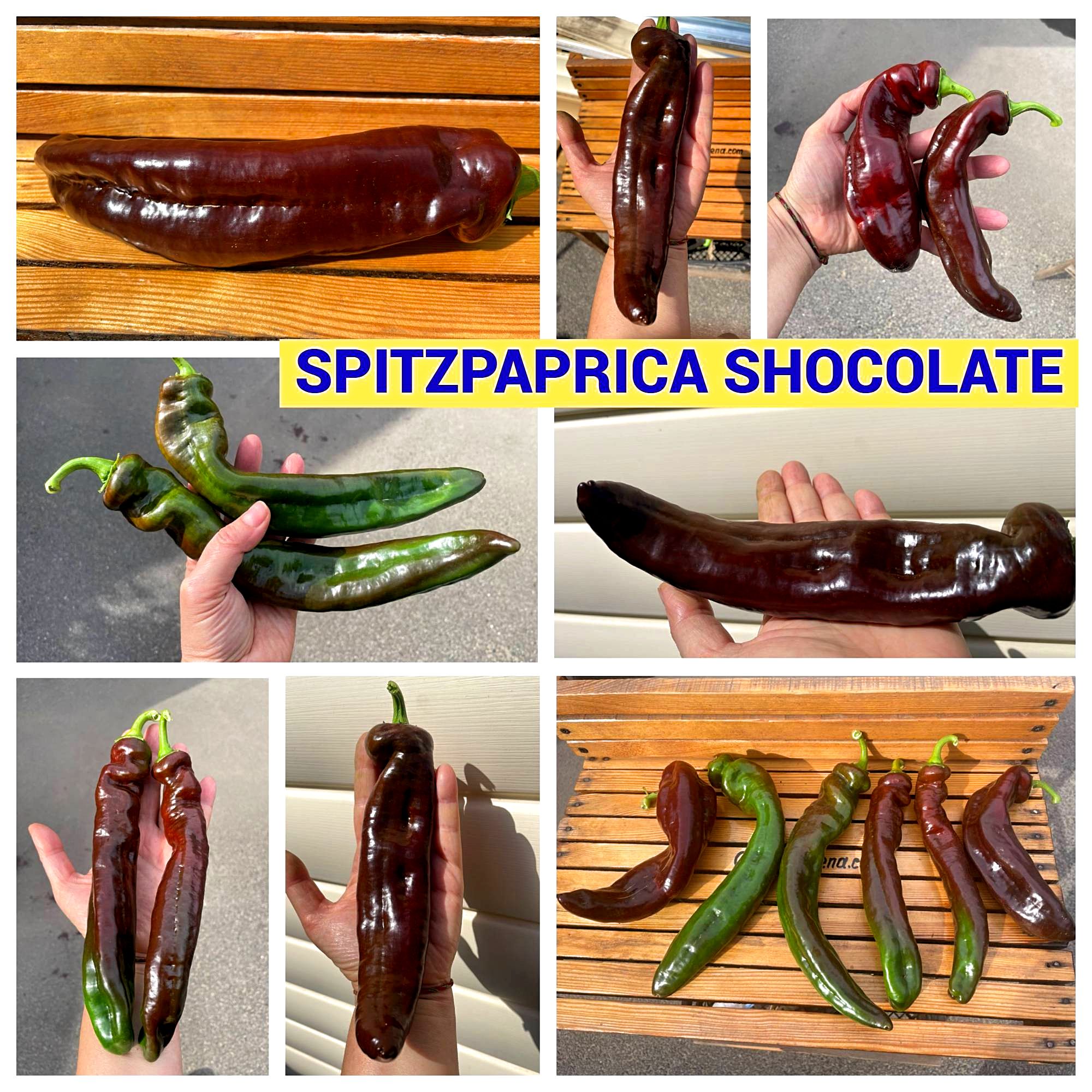 ШПИЦПАПРИКА ШОКОЛАД (Spitzpaprika Chocolate) - гигантская шоколадная капия